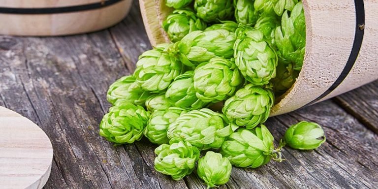 Citra Hops vs. Mosaic Hops